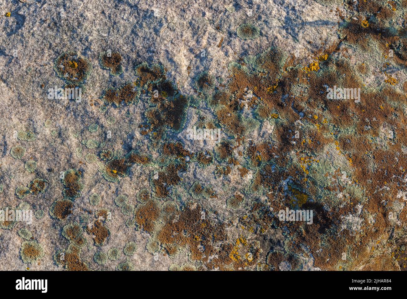 lichen presumably on quartzite sandstone surface under direct sunlight ...