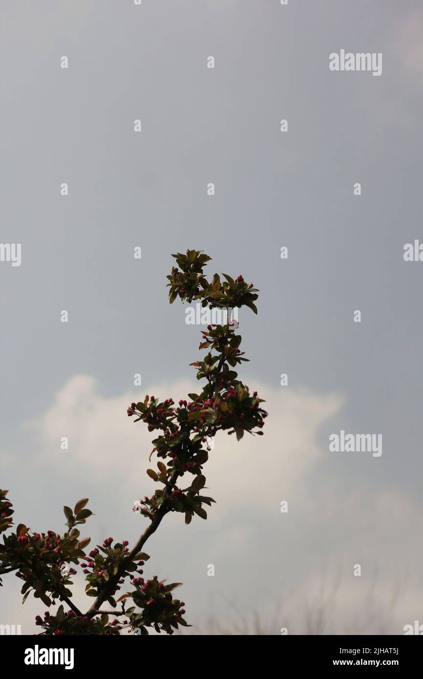 Beautiful leafy tree branches growing against the clear sky Stock Photo ...