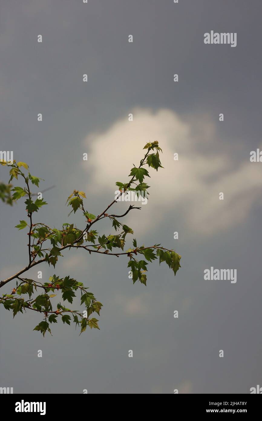 Beautiful leafy tree branches growing against the clear sky Stock Photo ...