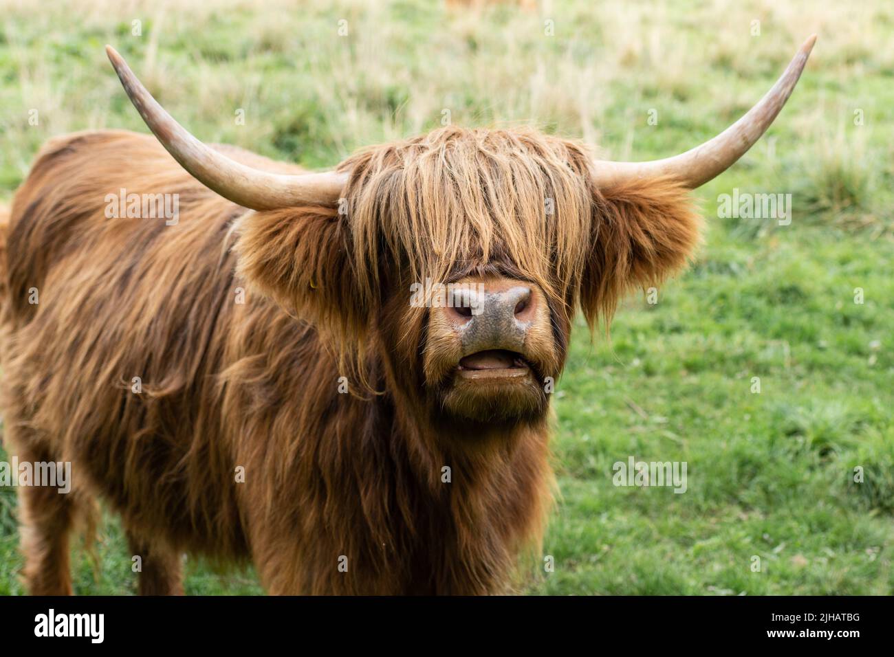 Highland wild life hi-res stock photography and images - Alamy