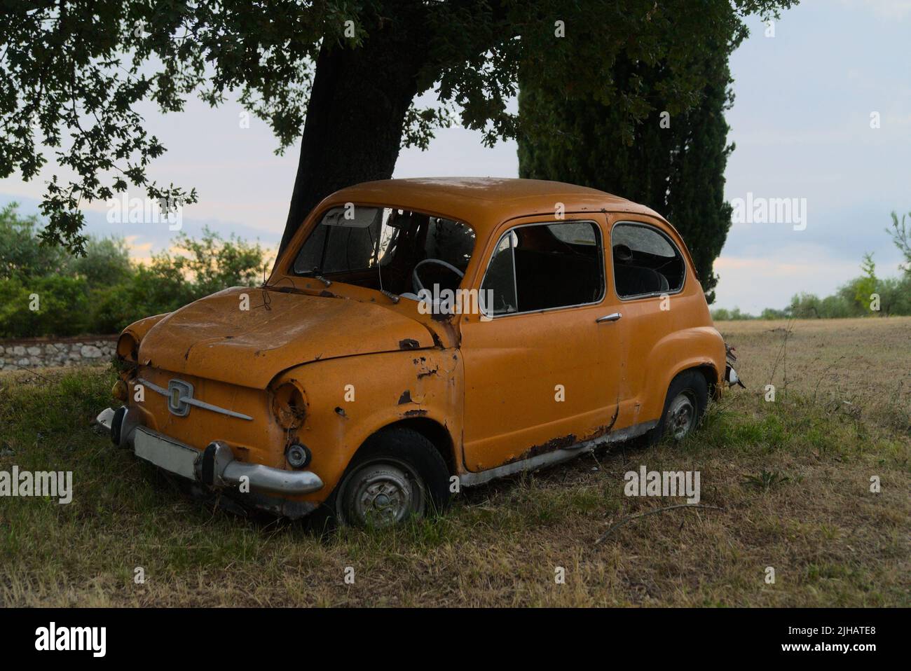 Tree fiats hi-res stock photography and images - Alamy