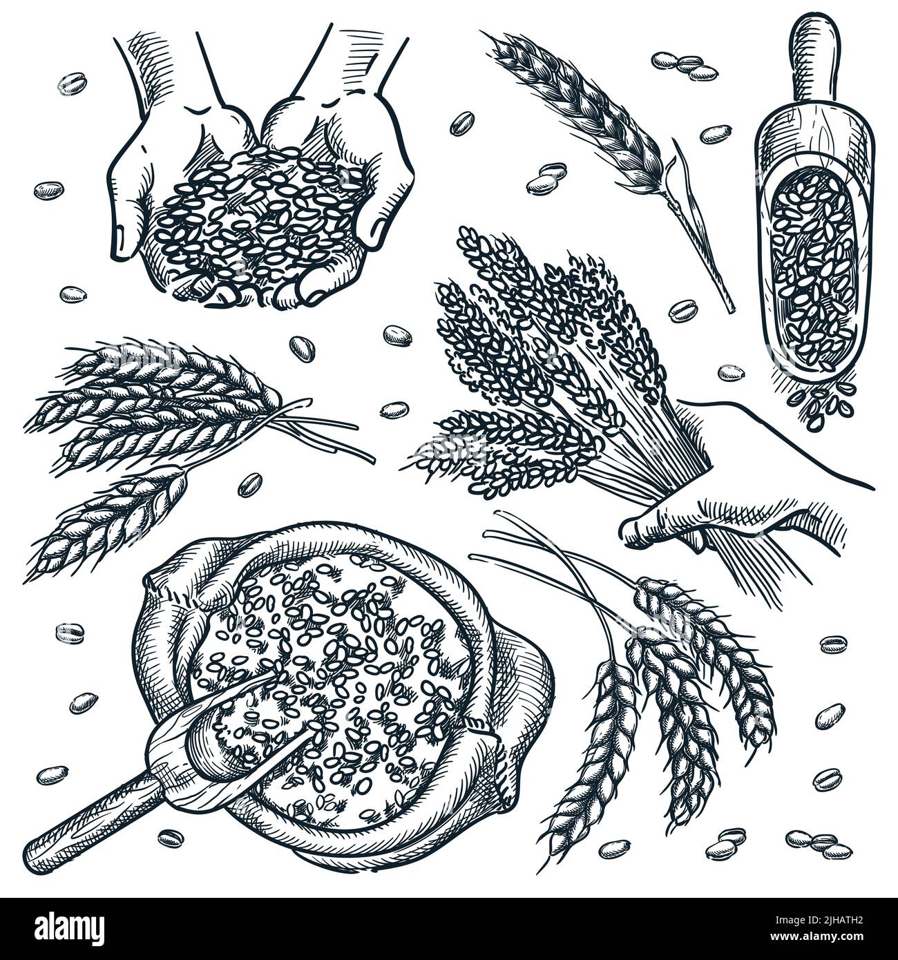 Human hands hold wheat ears and cereal grain. Wheat spikelets isolated ...