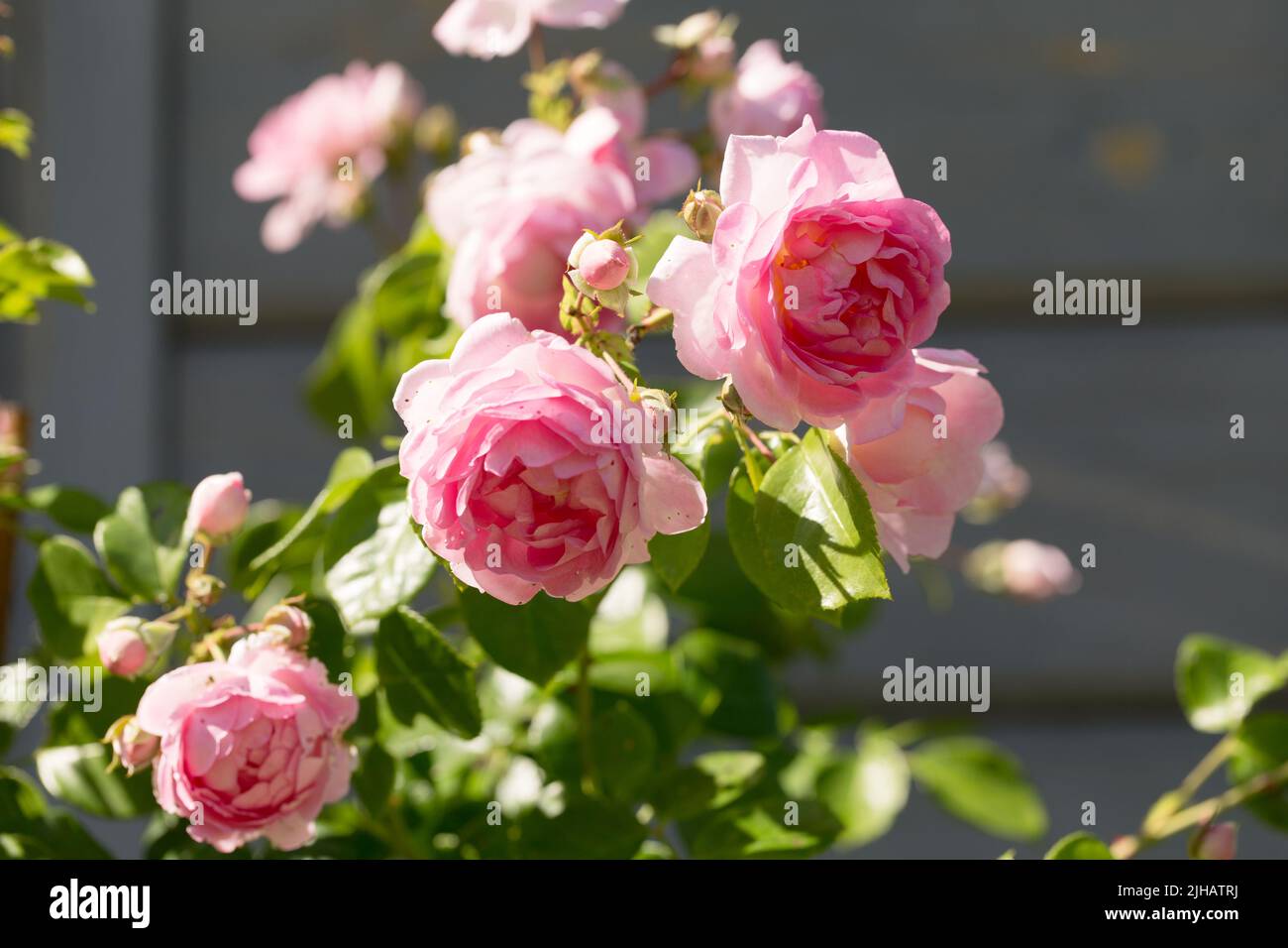 Beautiful pink nostalgic rose in a garden. Pink blend Large-Flowered ...