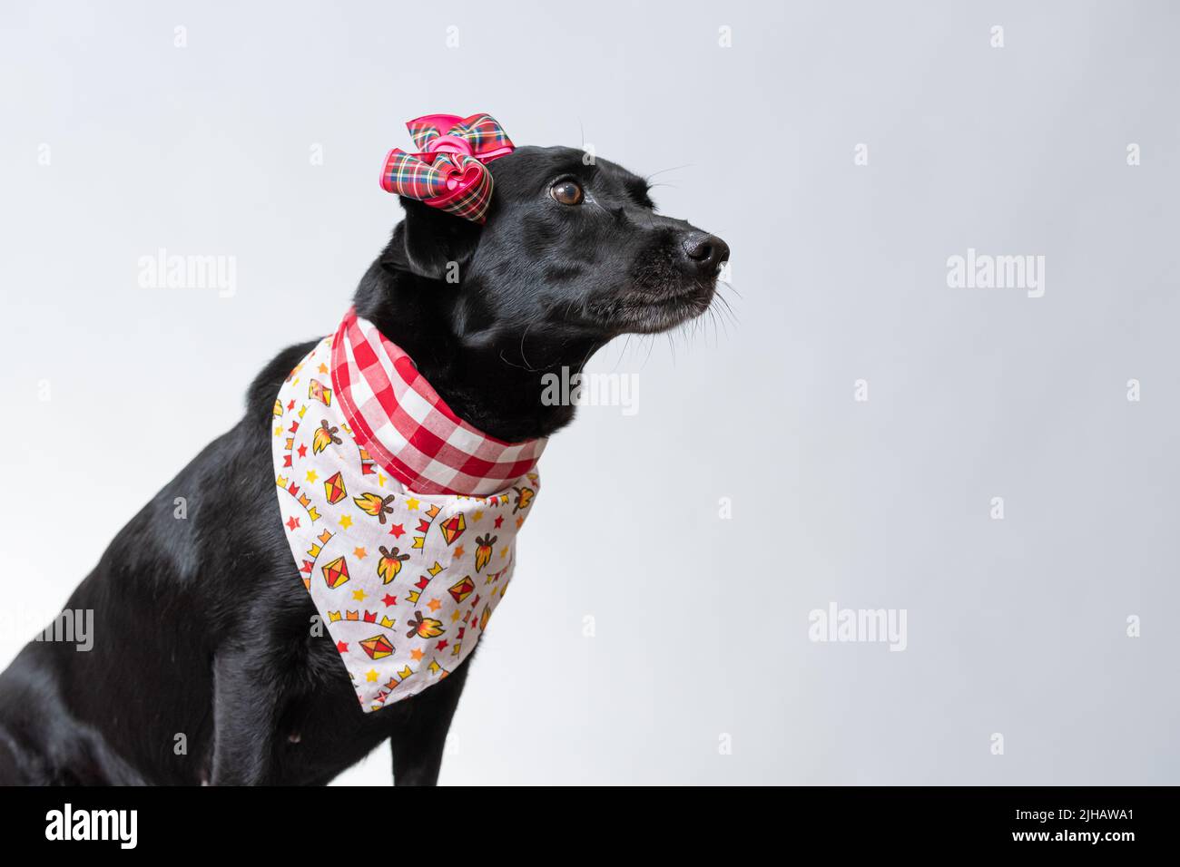 A black Labrador Retriever with a cute bandana and a head accessory ...