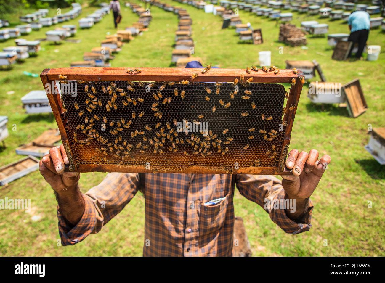 Bee keeping india hi-res stock photography and images - Alamy