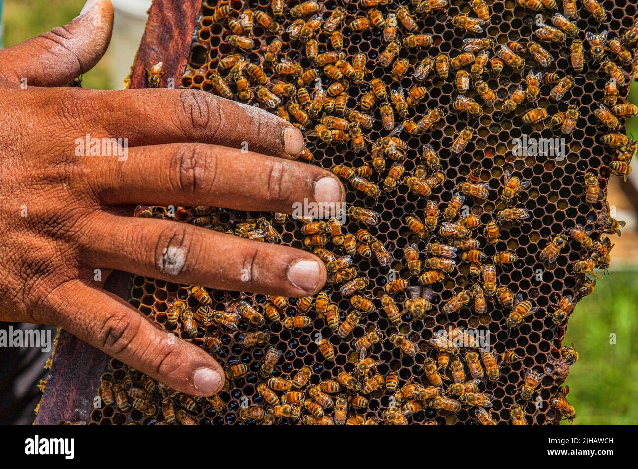 Bee keeping india hi-res stock photography and images - Alamy