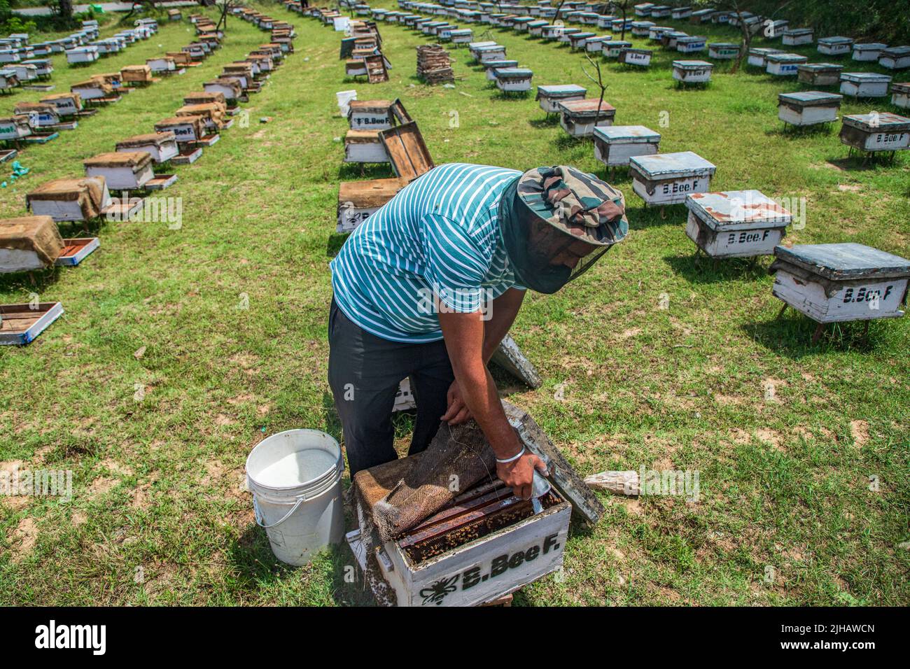 Bee keeping india hi-res stock photography and images - Alamy