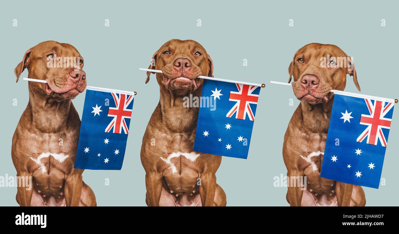 Dog australia flag hi-res stock photography and images - Alamy