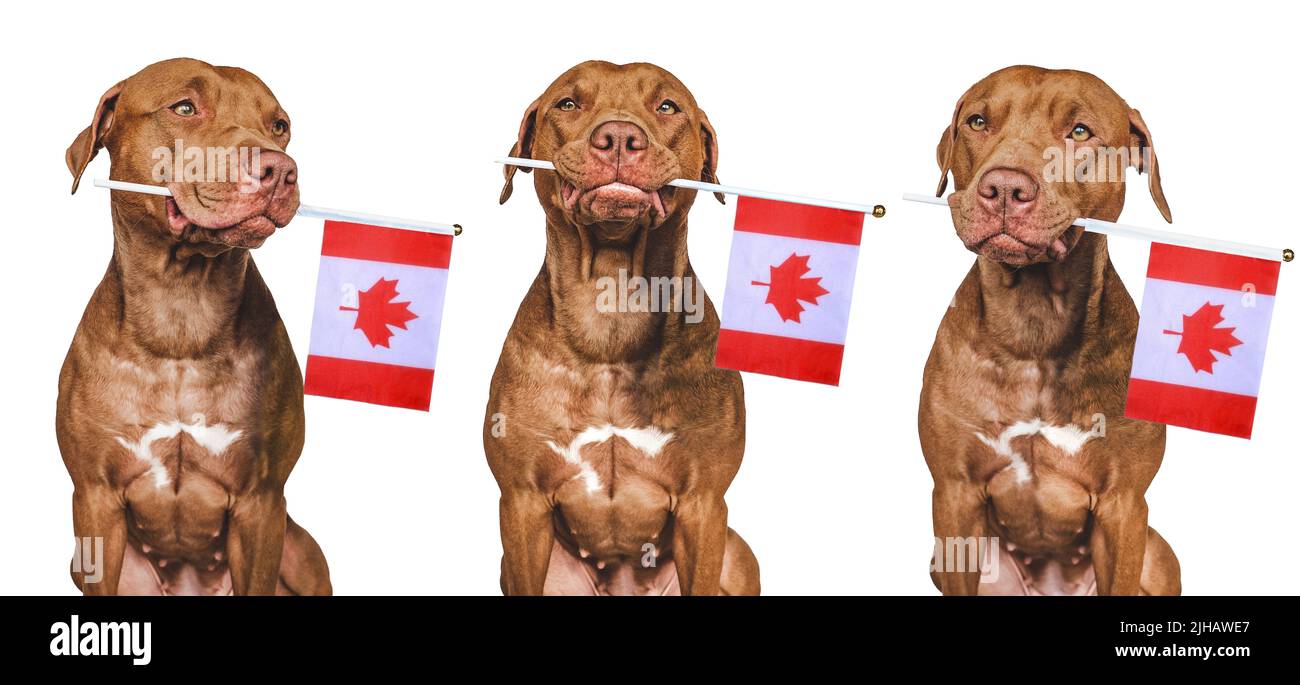 Lovable, pretty dog and Canadian Flag. Closeup Stock Photo - Alamy