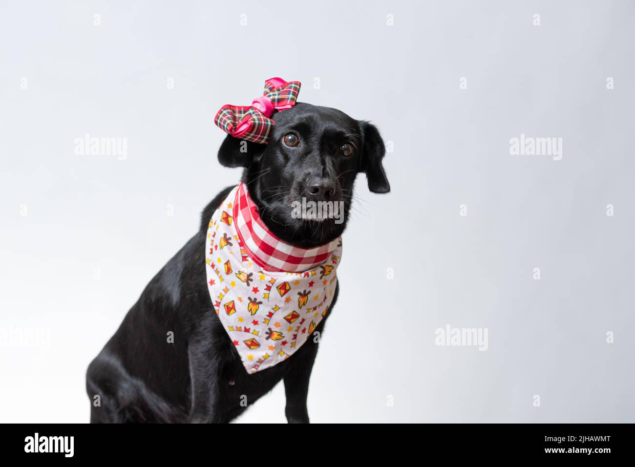 A black Labrador Retriever dog with a cute bandana and a head accessory ...