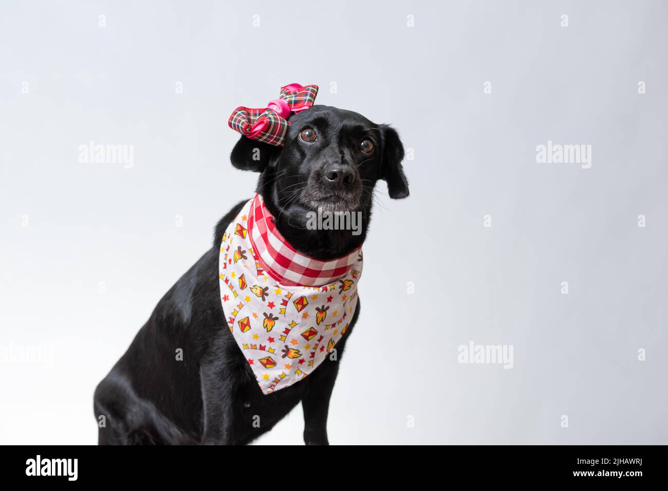 A black Labrador Retriever dog with a cute bandana and a head accessory ...