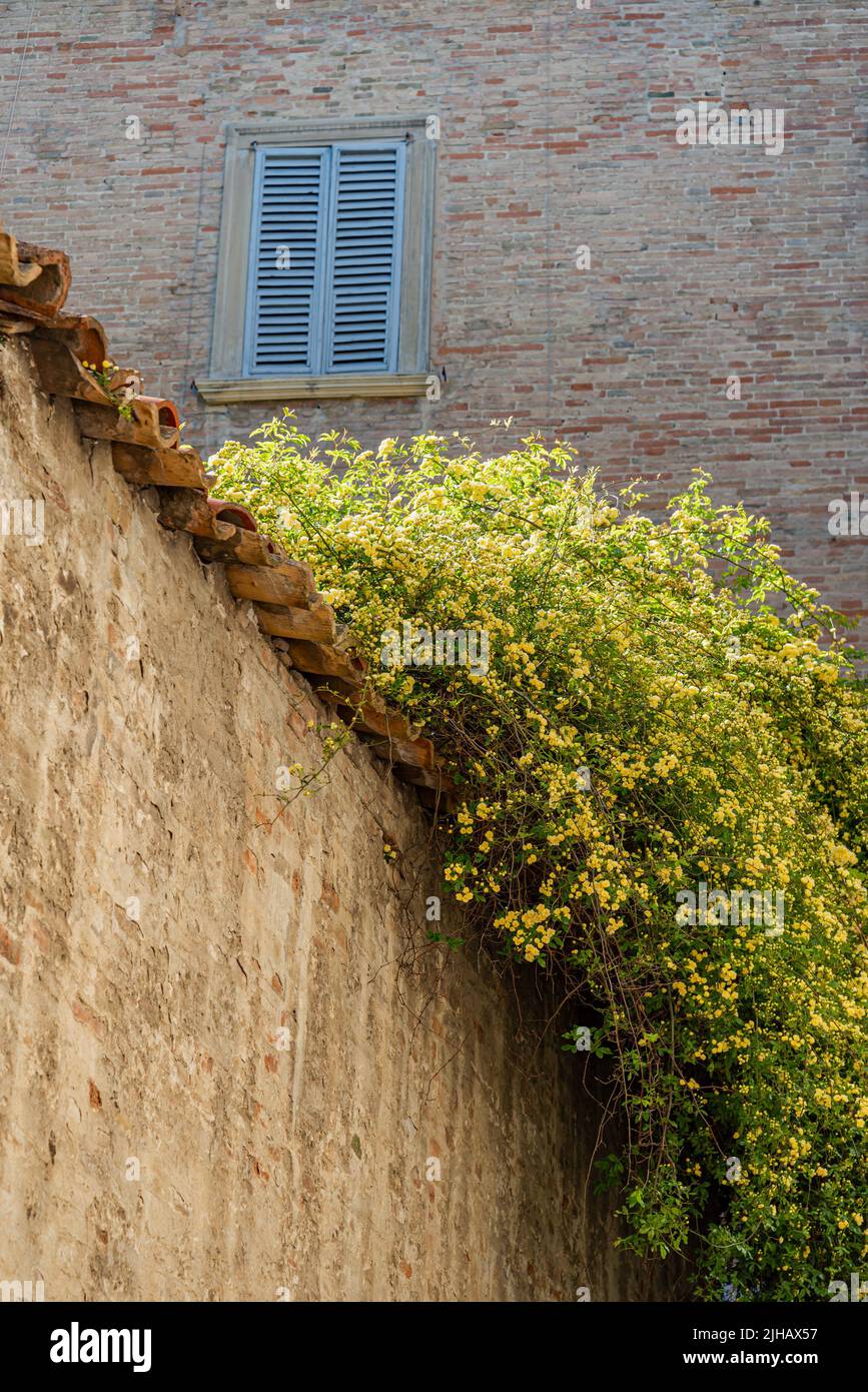 Yellow little roses on a wall of the medieval town of Urbino in the ...