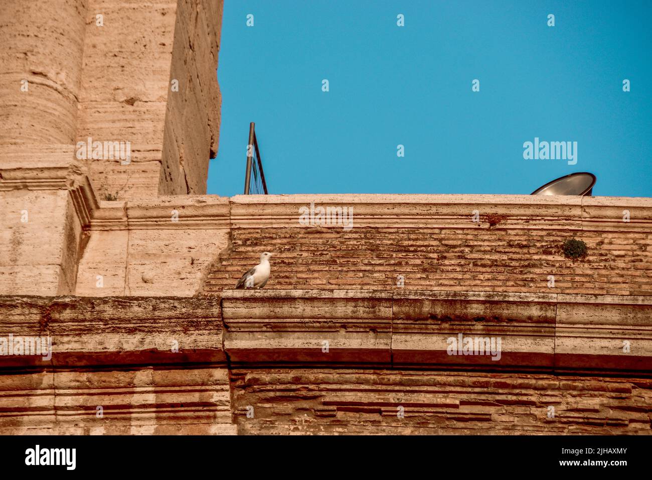 The yellow-legged gull perching on the stone building against the blue ...