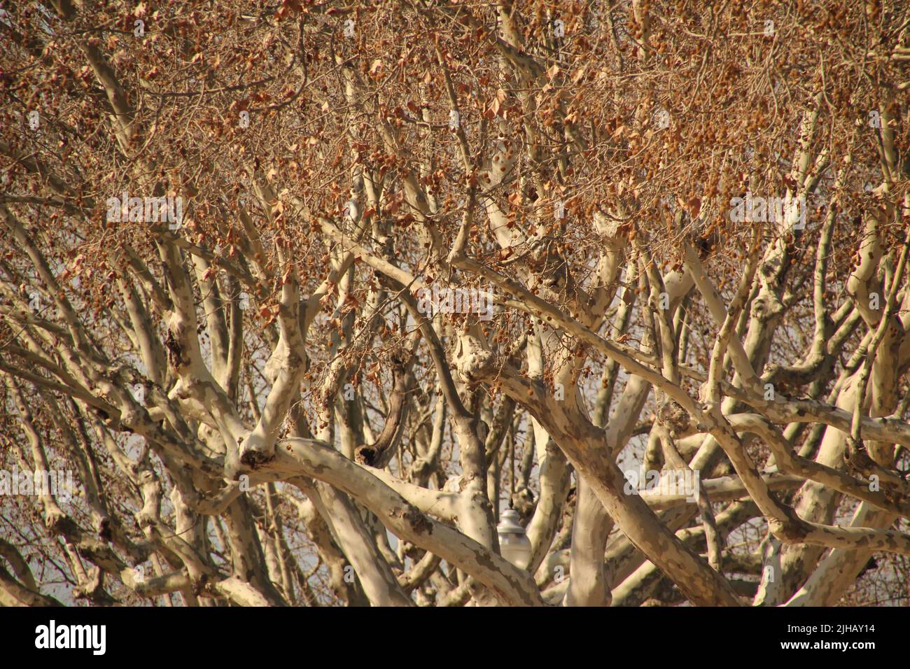 Forest trees dry branches hi-res stock photography and images - Alamy