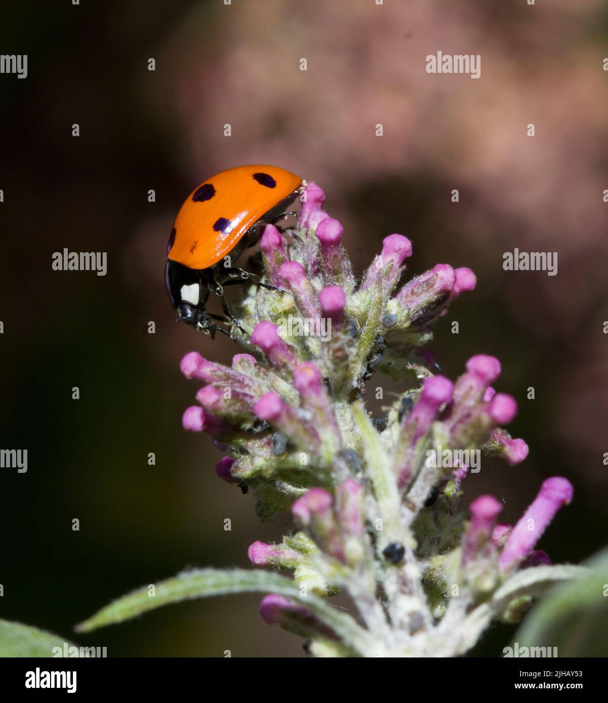 7 spot Ladybird Ladybug Coccinella 7-punctata on Pink Buddleia Stock ...
