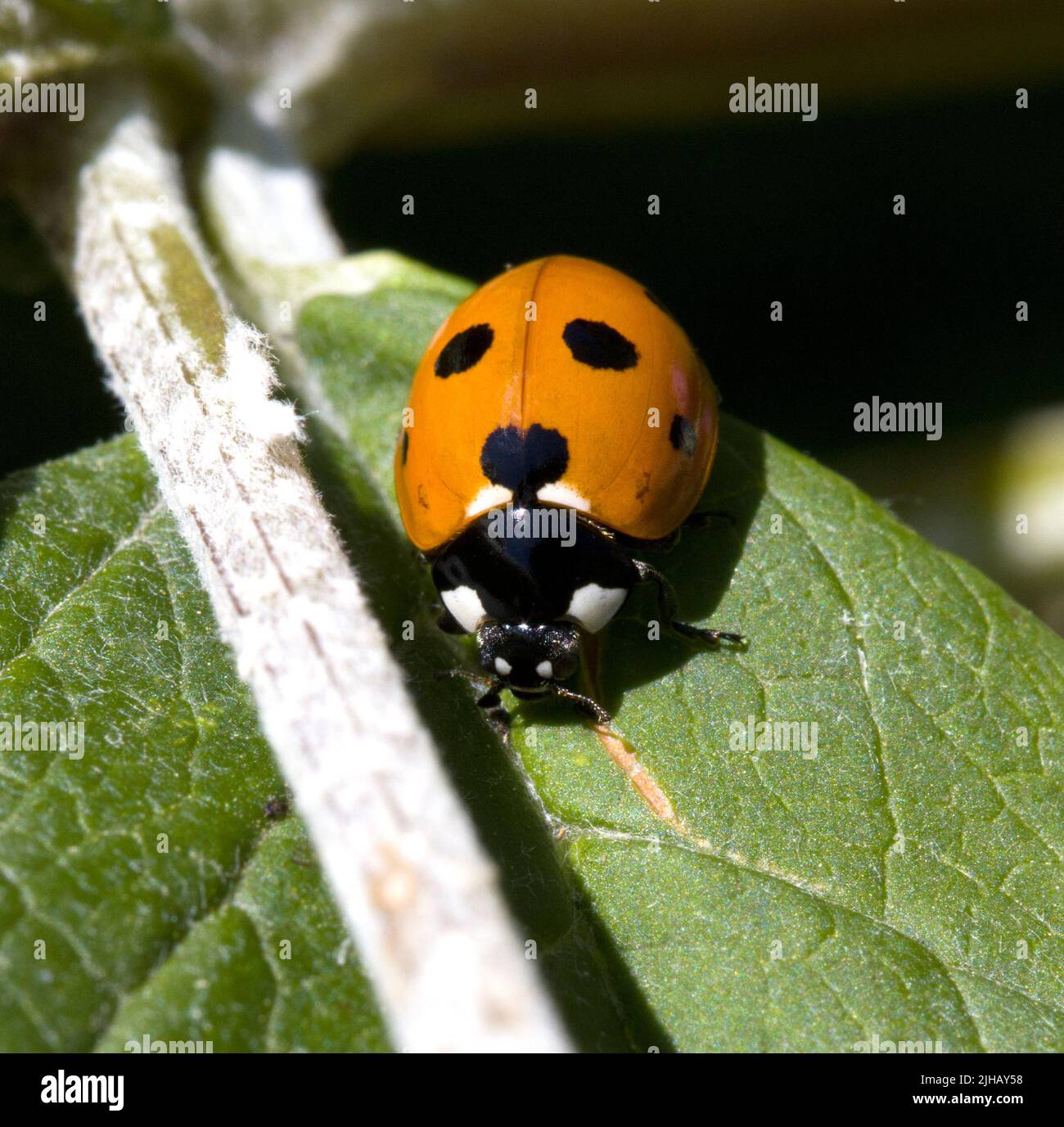 7 spot Ladybird Ladybug Coccinella 7-punctata on Pink Buddleia Stock ...