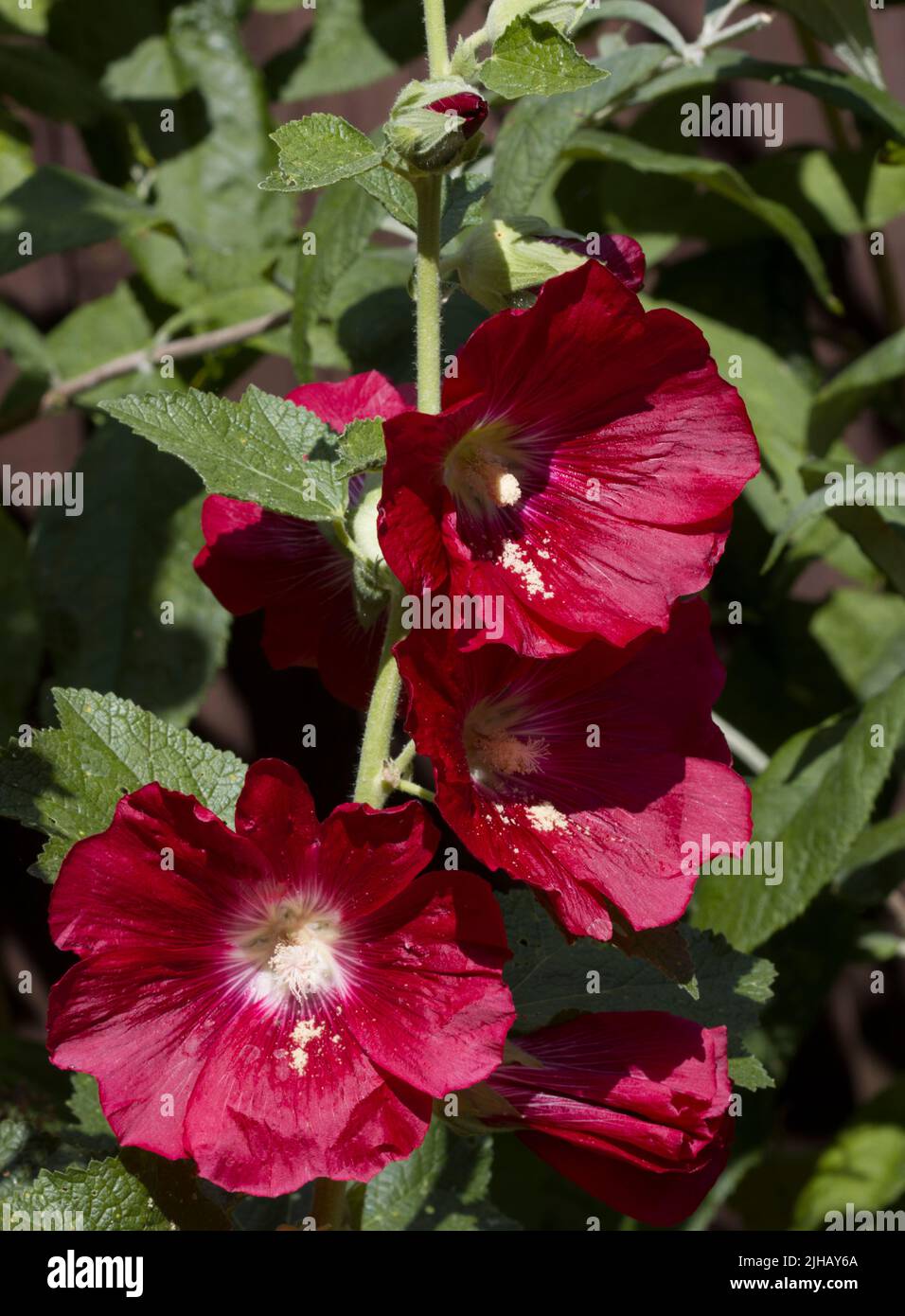Red Hollyhock Alcea Flower Stock Photo - Alamy