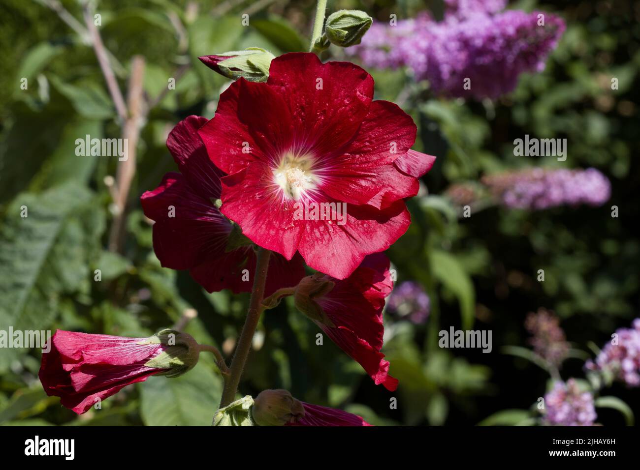 Red Hollyhock Alcea Flower Stock Photo - Alamy