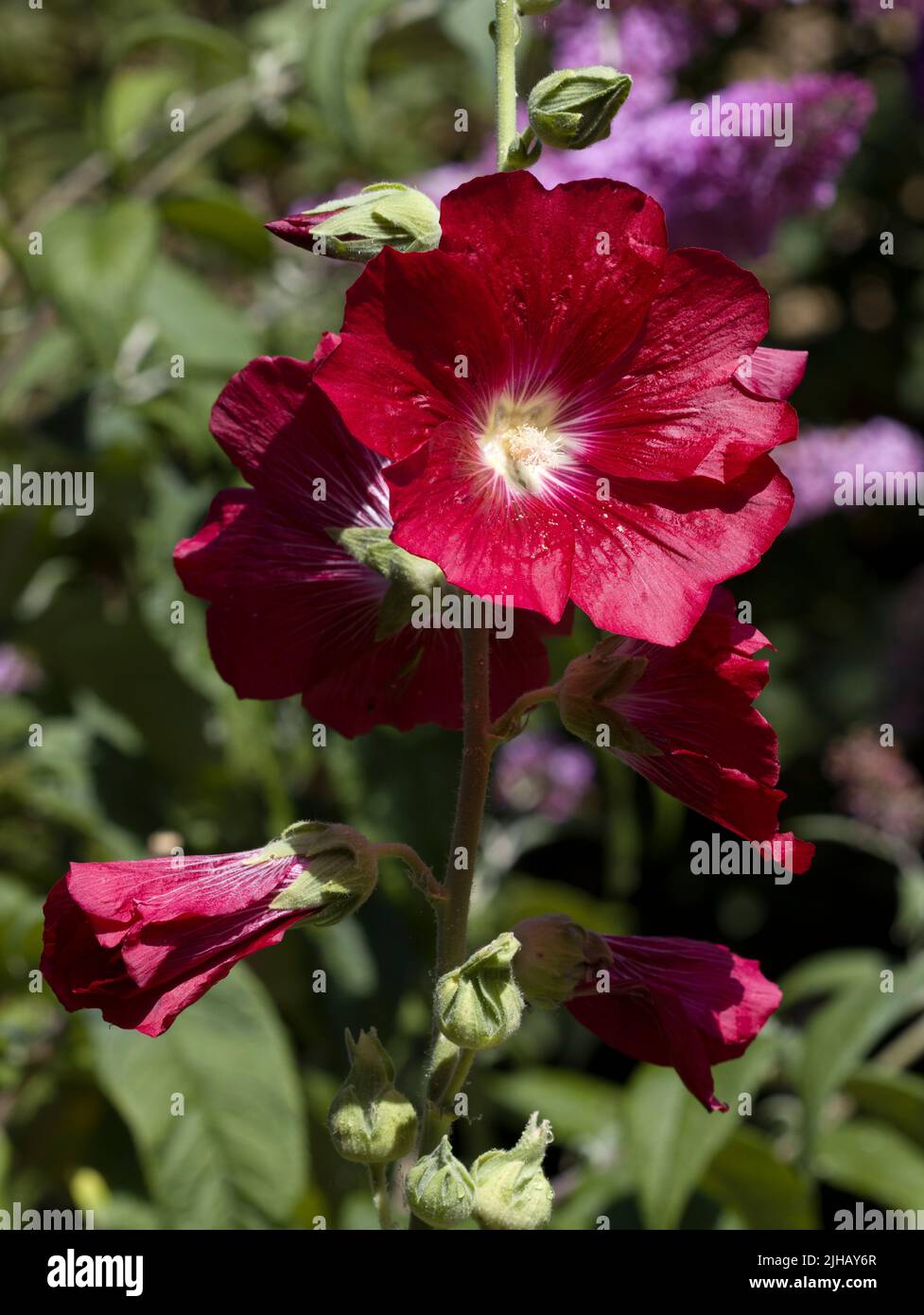 Red Hollyhock Alcea Flower Stock Photo - Alamy