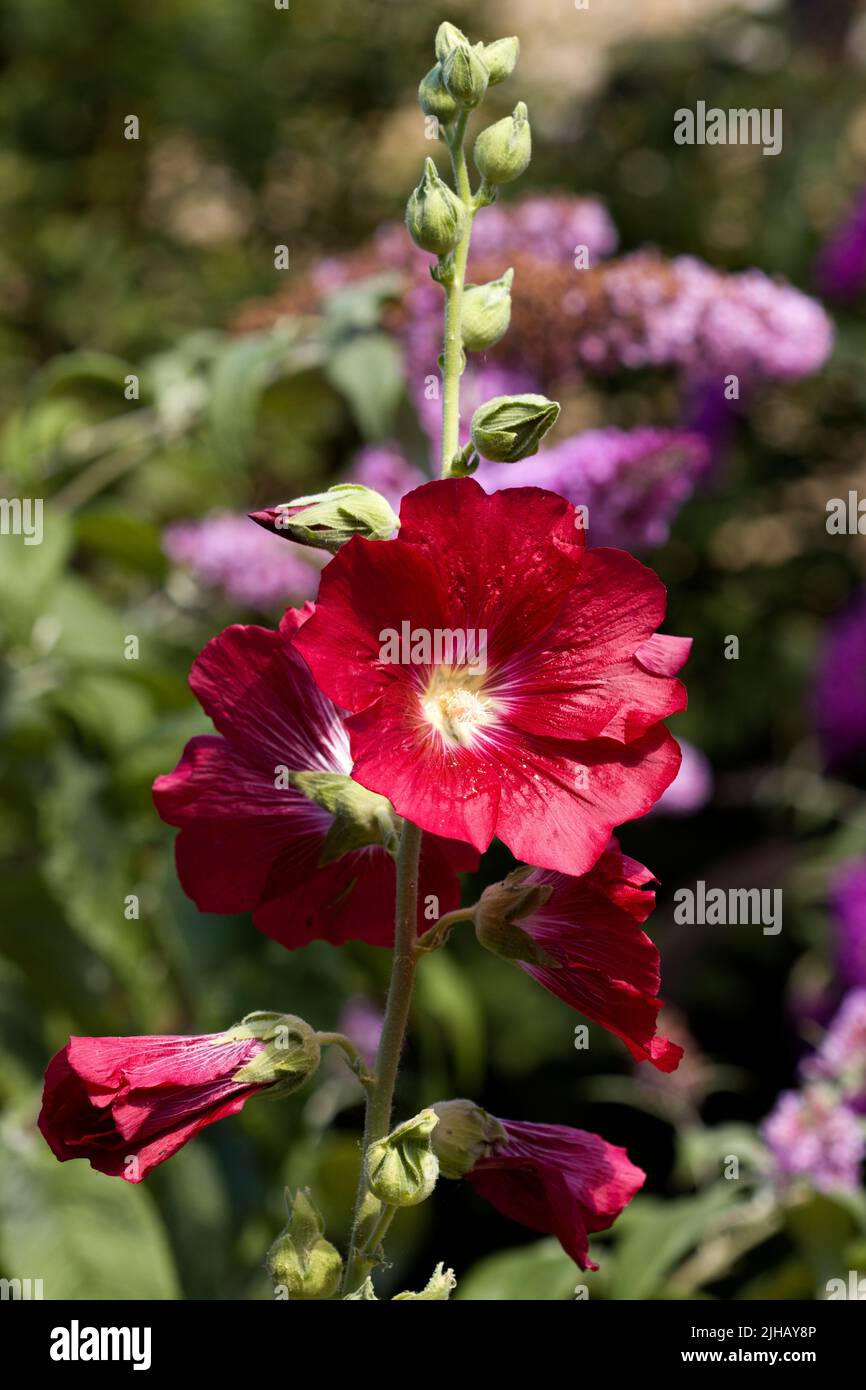 Red Hollyhock Alcea Flower Stock Photo - Alamy