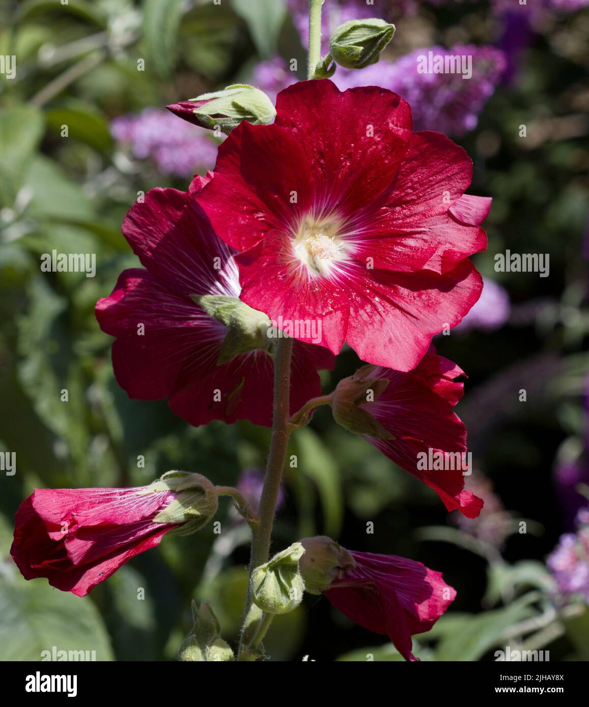 Red Hollyhock Alcea Flower Stock Photo - Alamy