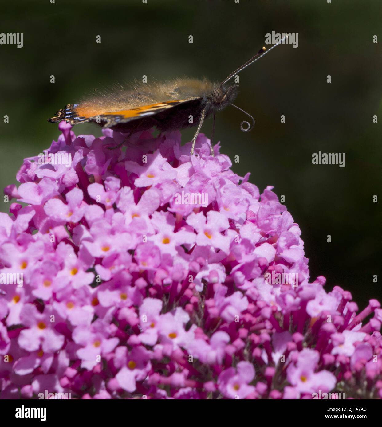 Small Tortoiseshell Butterfly Aglais Urticae with Curled Coiled ...