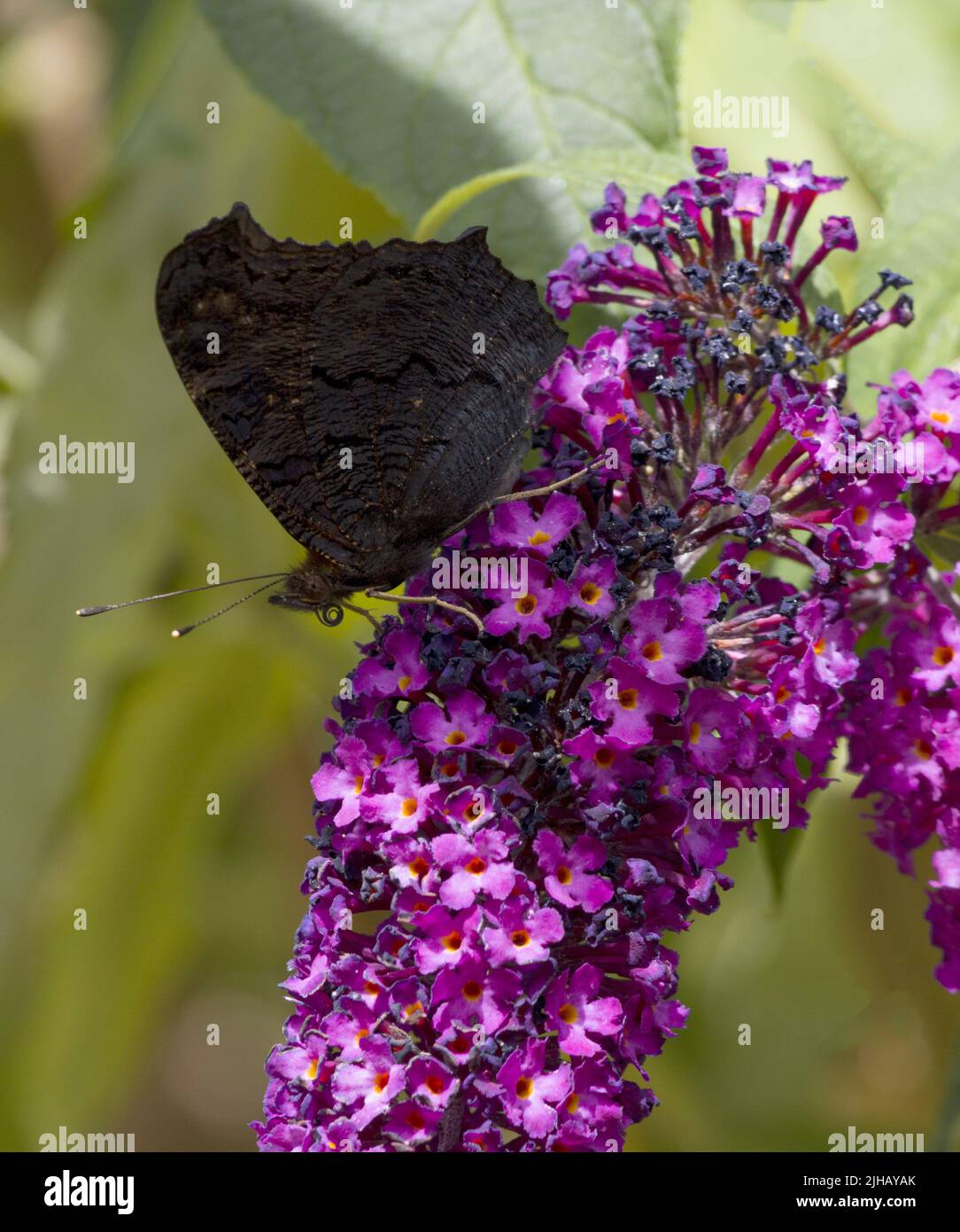 Peacock Butterfly Inachis io with Curled Coiled Proboscis Collecting ...