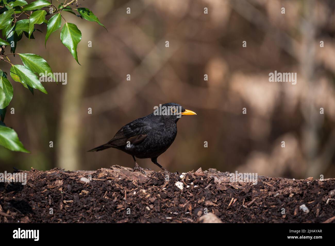 Beautiful Spring image of Blackbird Parus Major bird in forest ...