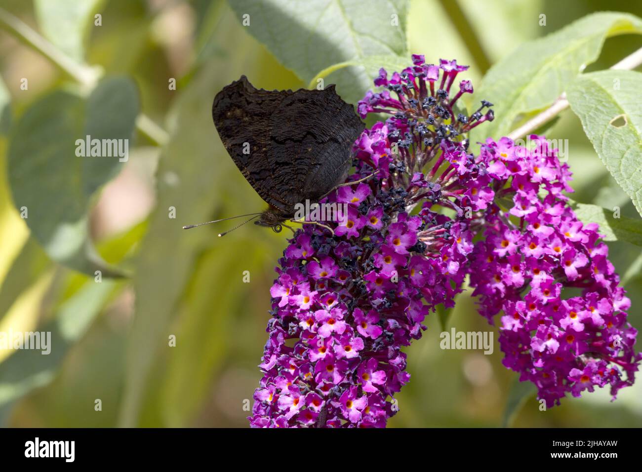 Peacock Butterfly Inachis io with Curled Coiled Proboscis Collecting ...