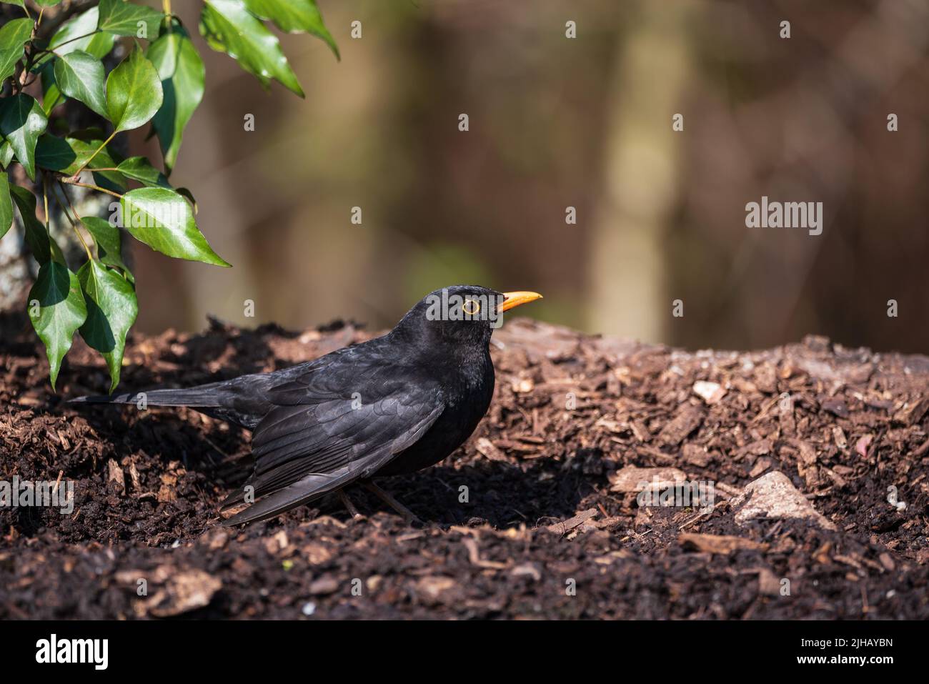 Beautiful Spring image of Blackbird Parus Major bird in forest ...