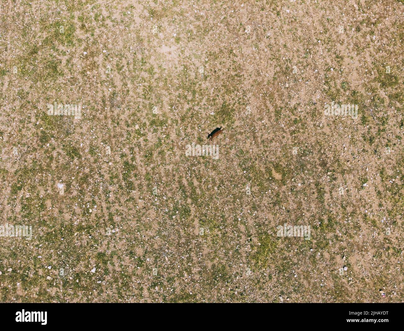 Aerial top view of a cow in the field Stock Photo - Alamy
