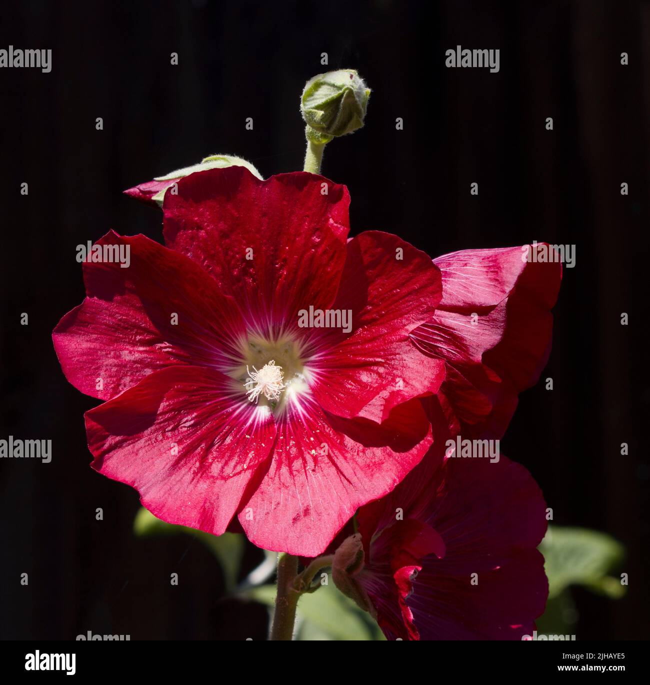Hollyhock perennial hi-res stock photography and images - Alamy