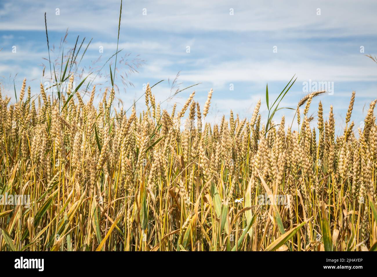 Wheat field - Hiking near Siebenlinden in the Waldviertel, Austria ...
