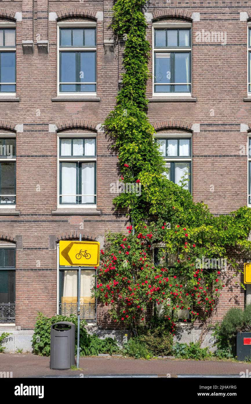 Amsterdam red brick wall building with creeper green plant with flower ...