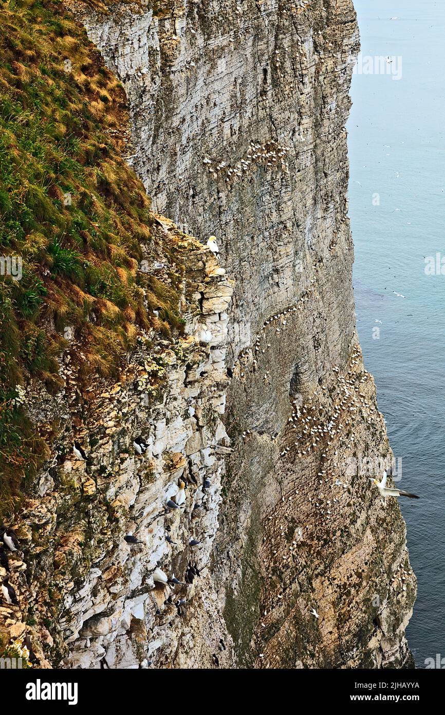 Yorkshire seabird colonies hi-res stock photography and images - Alamy