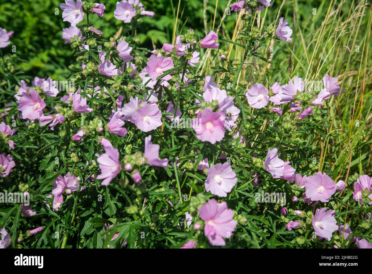 Pink/ purple wild flowers - Hiking near Siebenlinden in the Waldviertel ...