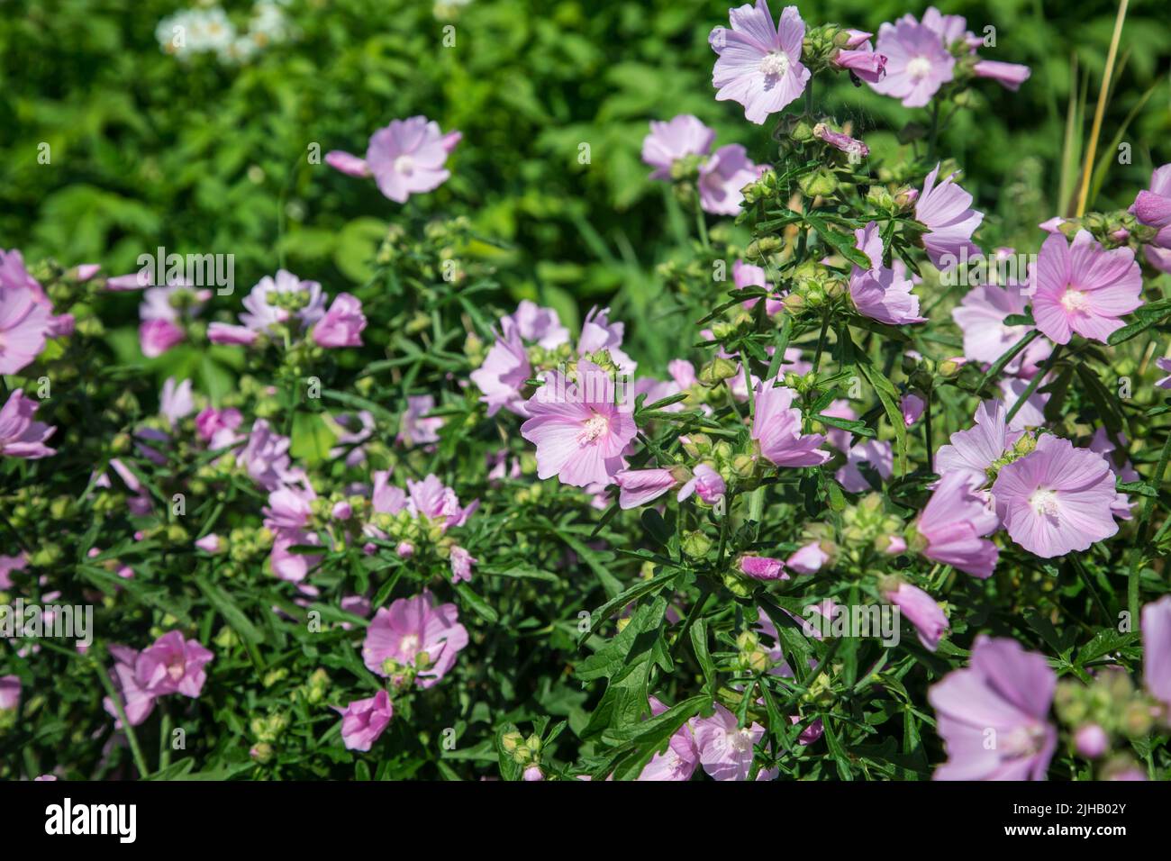 Pink/ purple wild flowers - Hiking near Siebenlinden in the Waldviertel ...