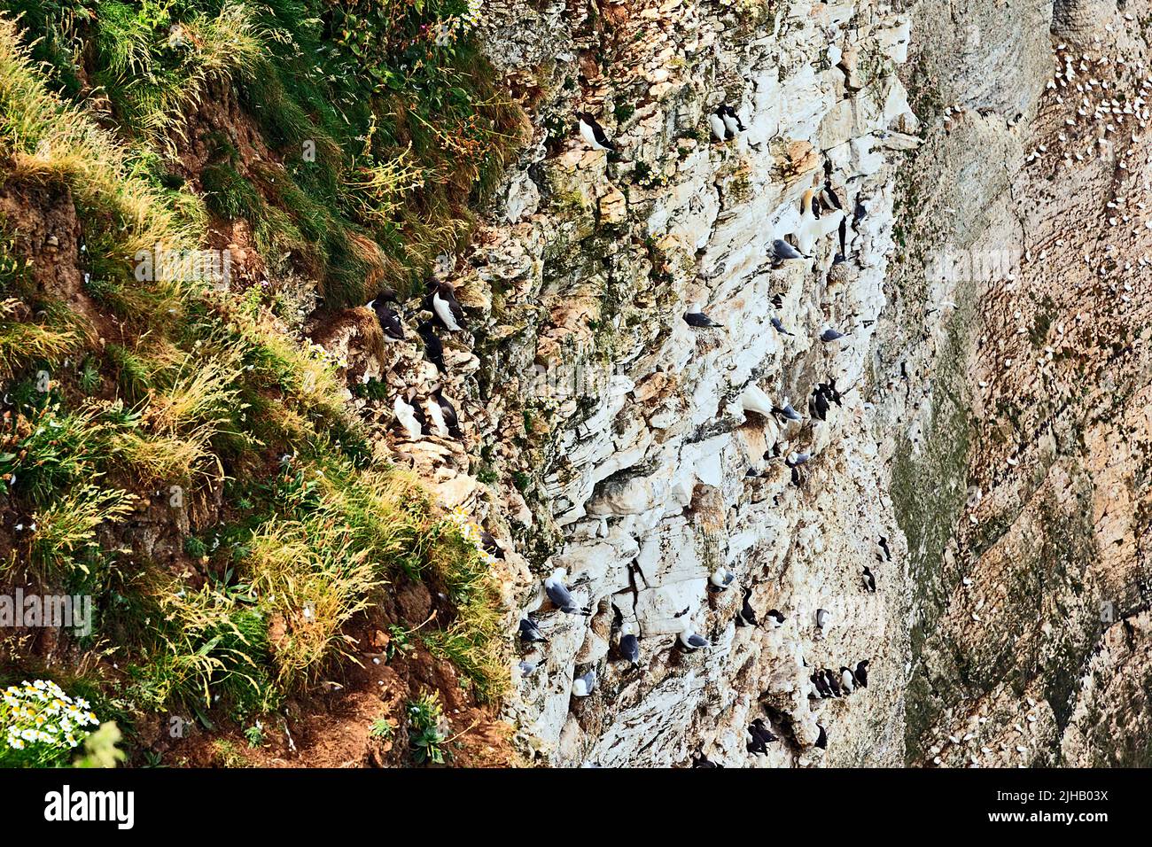 Seabird colonies nesting (Gannet, Guillemot, Razorbill, Kiitiwake) on ...