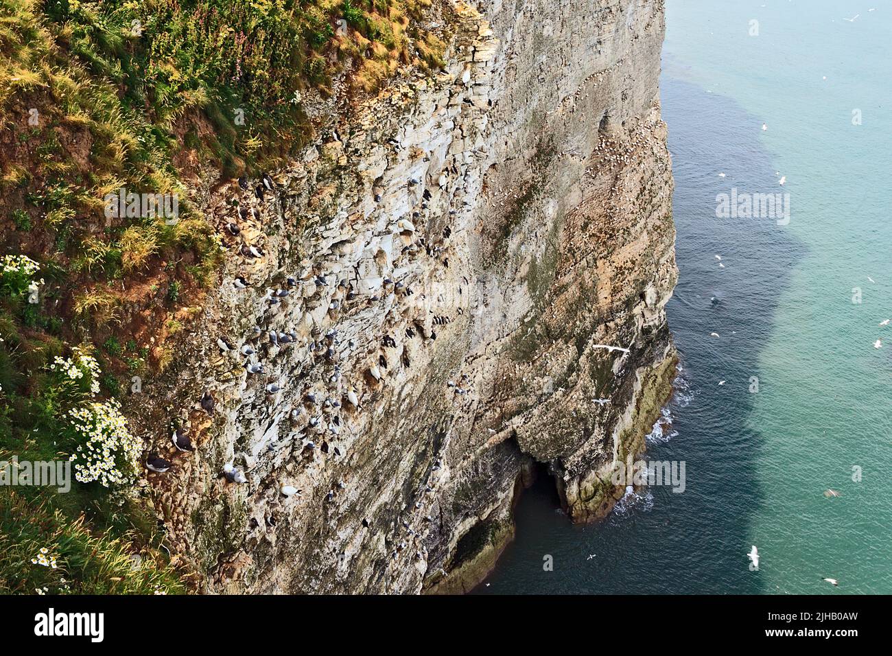 Seabird colonies nesting on Bempton Cliffs on the Yorkshire Coast ...