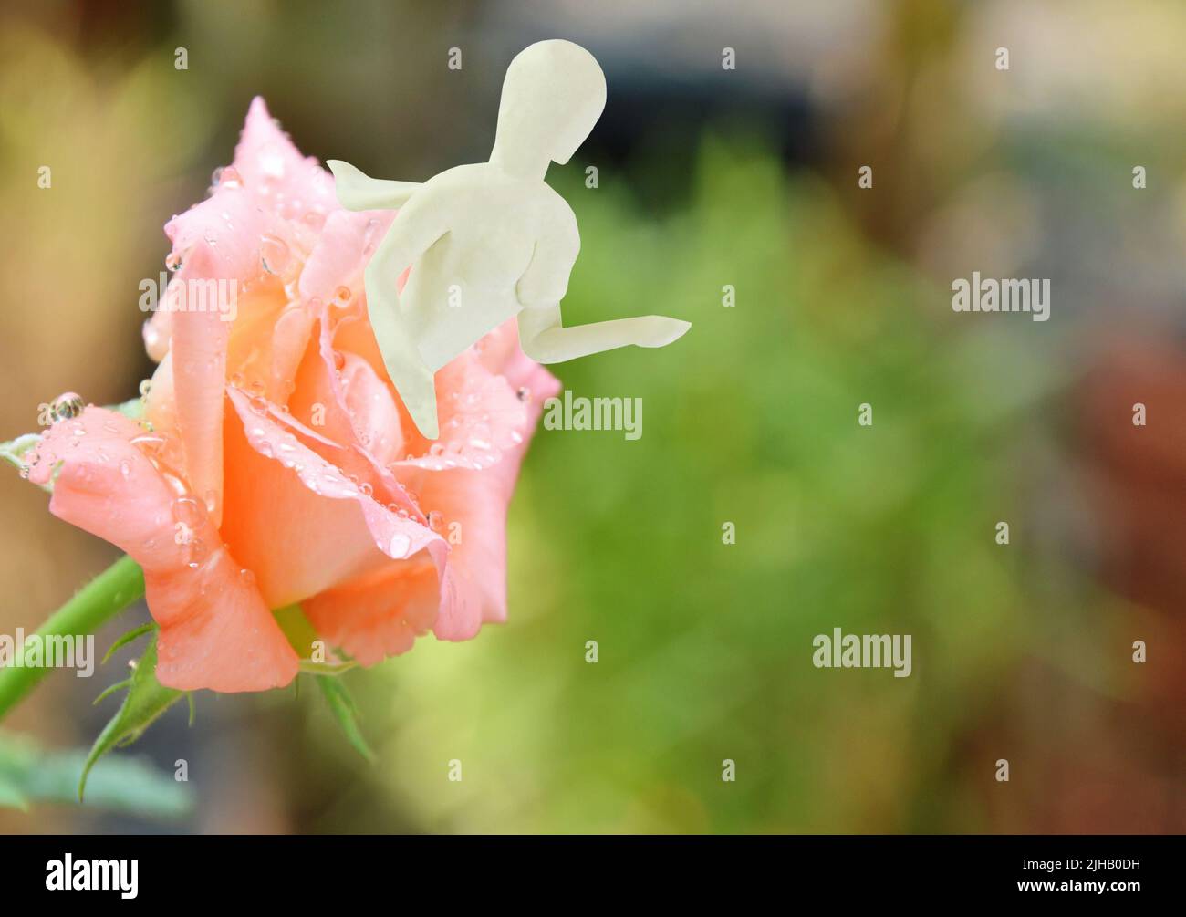 pink rose with white clay woman or nymph on bloom in garden Stock Photo ...