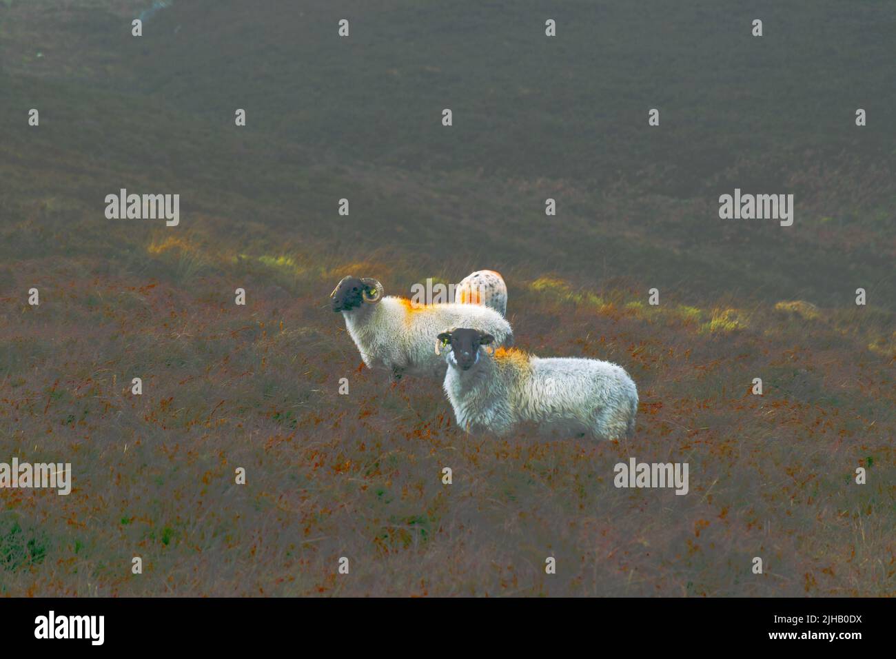 rural autumn landscape, painted sheep herd in a beautiful mountain ...