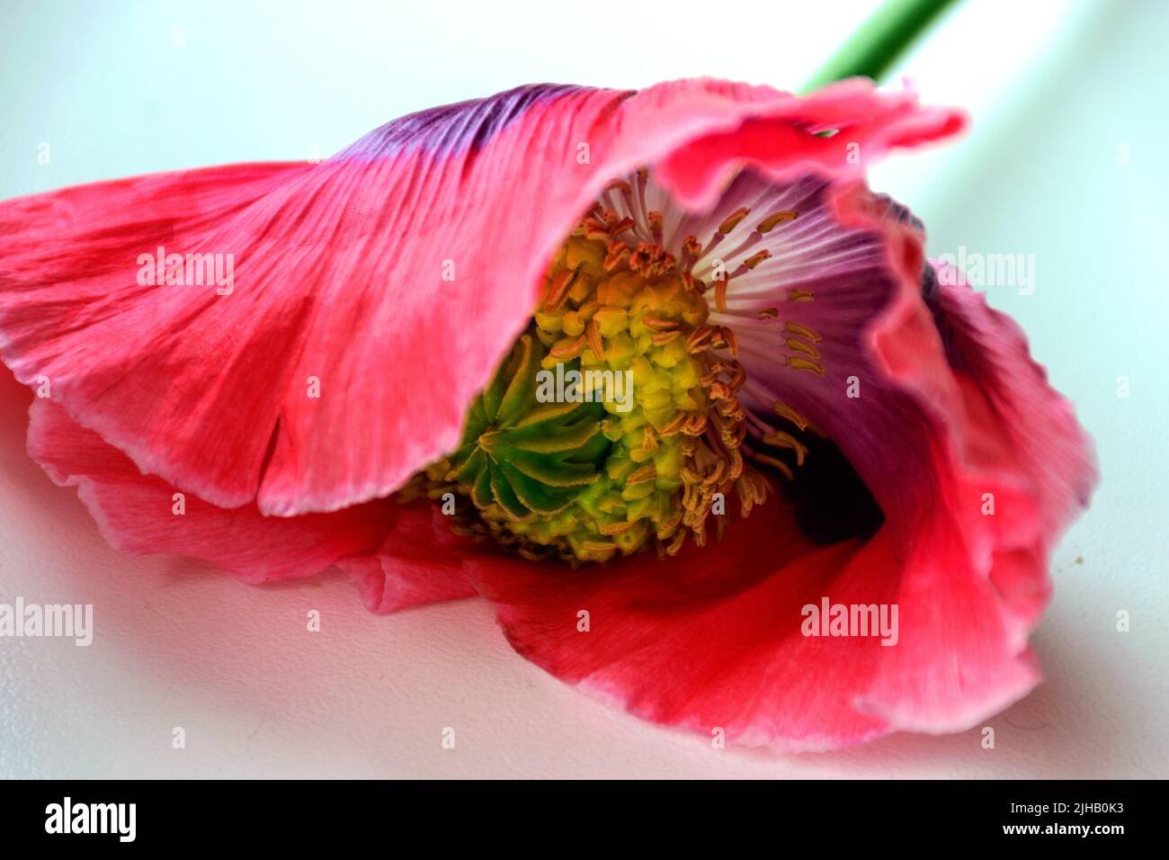 photograph of a poppy flower and pollen, the inside of an immature ...