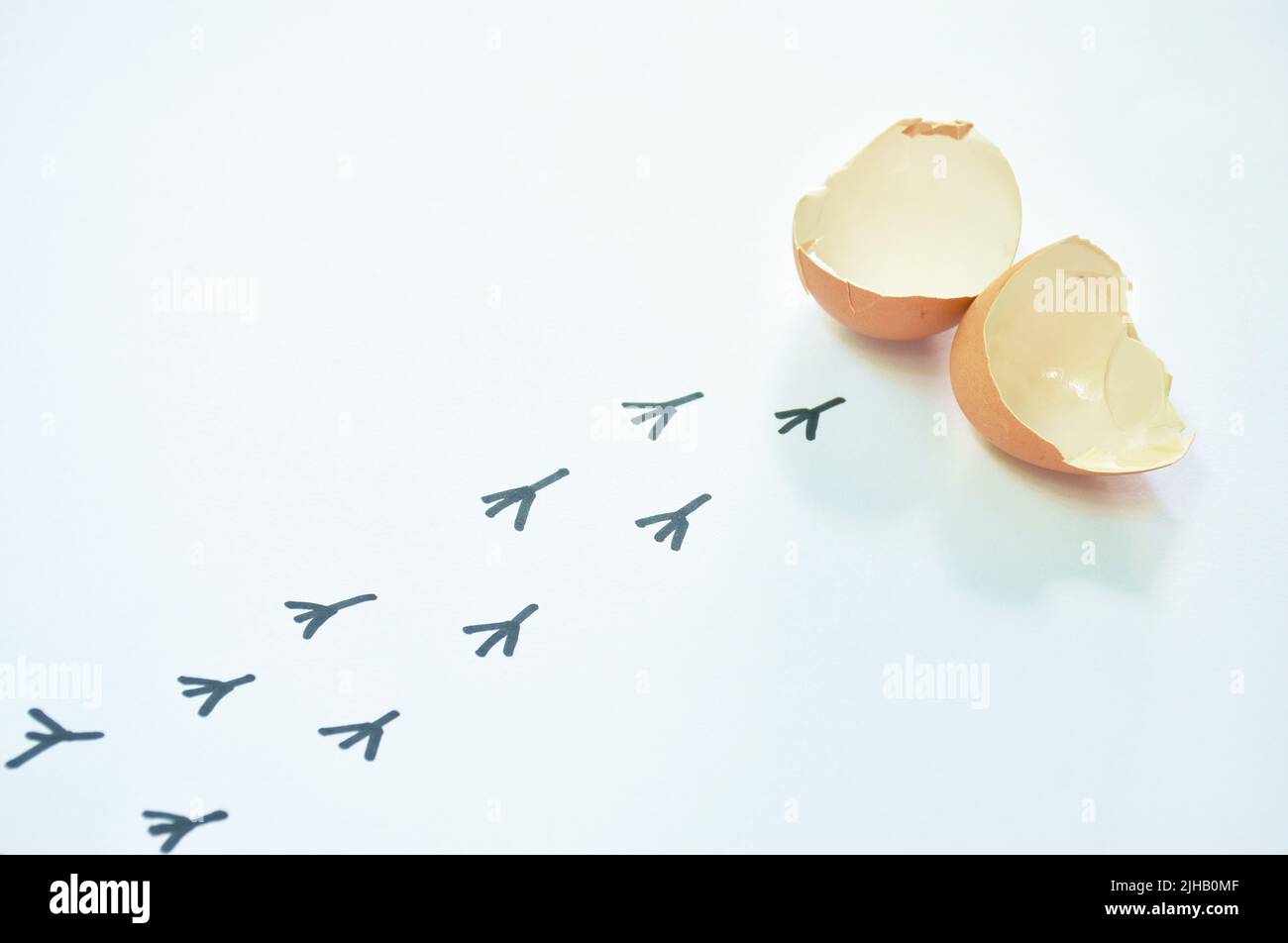 egg shell cracked and chick footprint walking on white background Stock ...