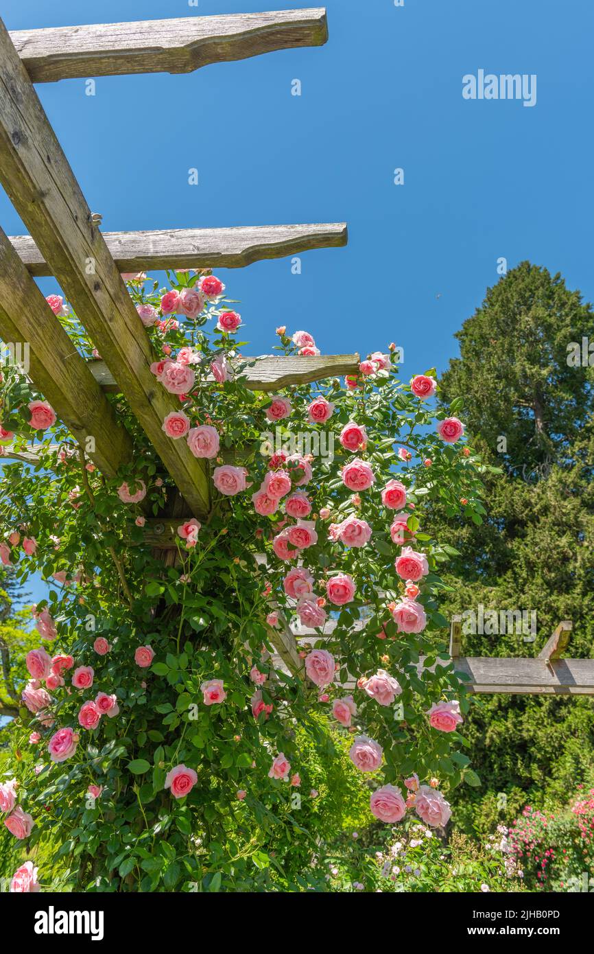 Bodensee mainau rose garden germany hi-res stock photography and images ...