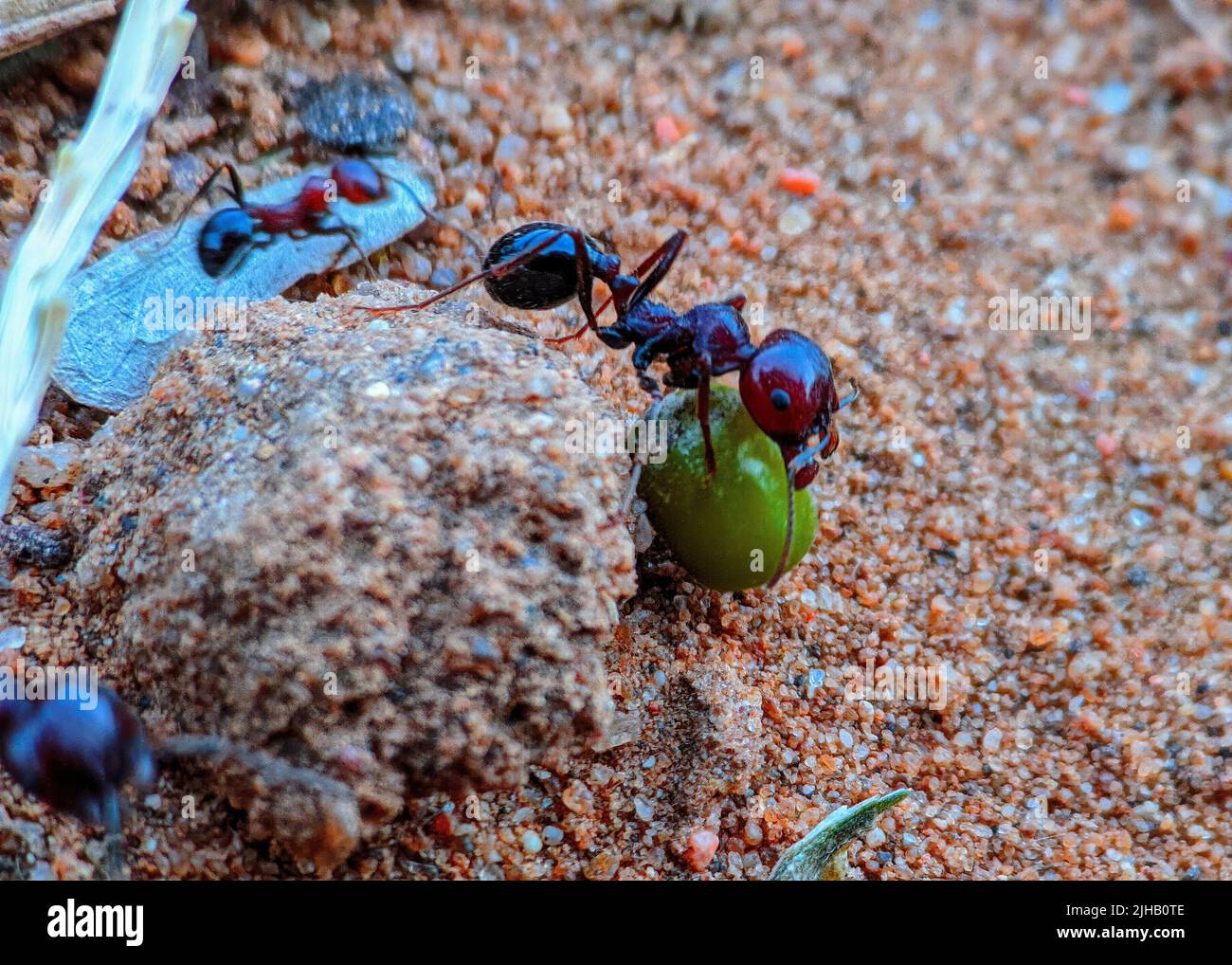 A macro shot of black ants reapers messor denticulatus for work. they ...