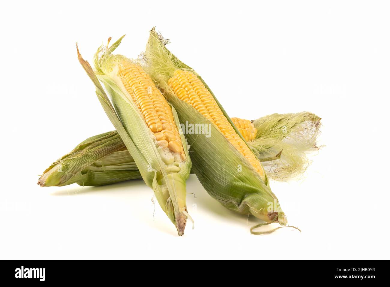 Fresh ripe open corns on the cob, corn cobs, isolated on bright ...
