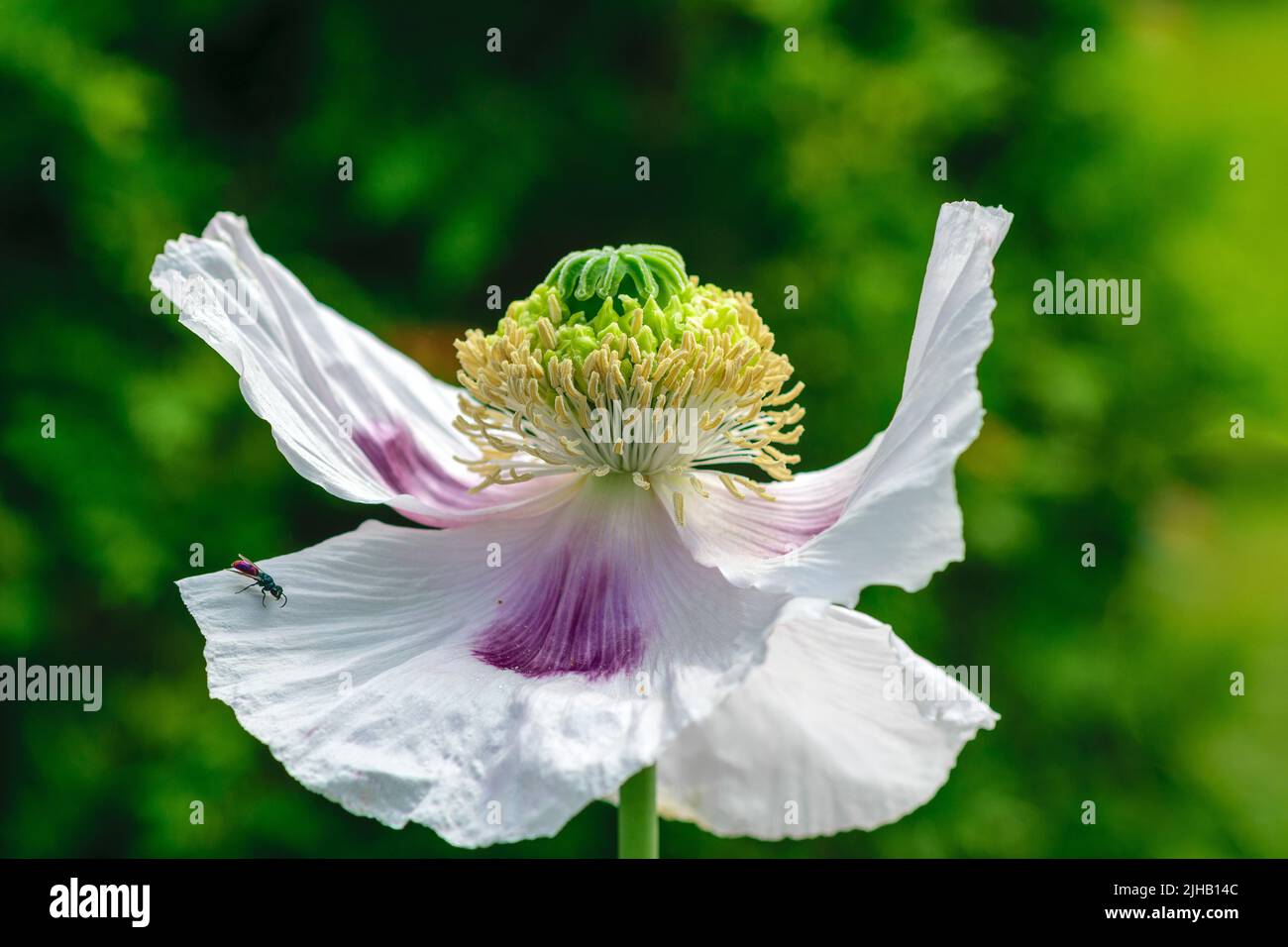 photograph of a poppy flower and pollen, the inside of an immature ...