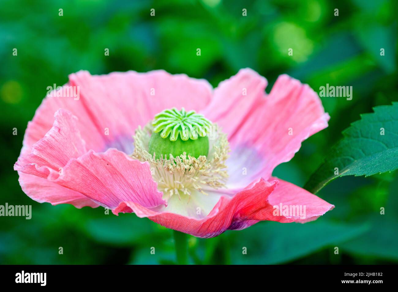 photograph of a poppy flower and pollen, the inside of an immature ...