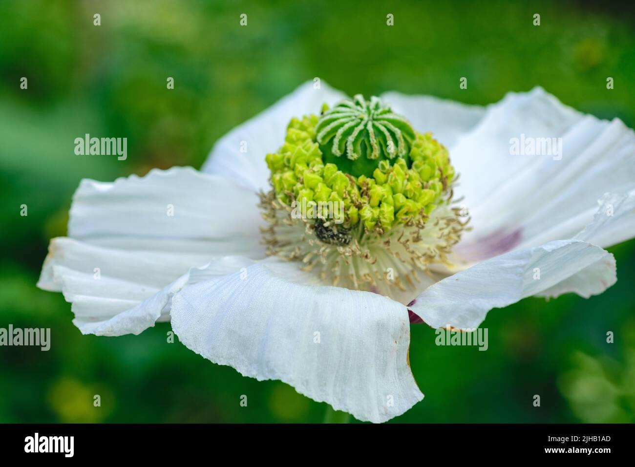 photograph of a poppy flower and pollen, the inside of an immature ...