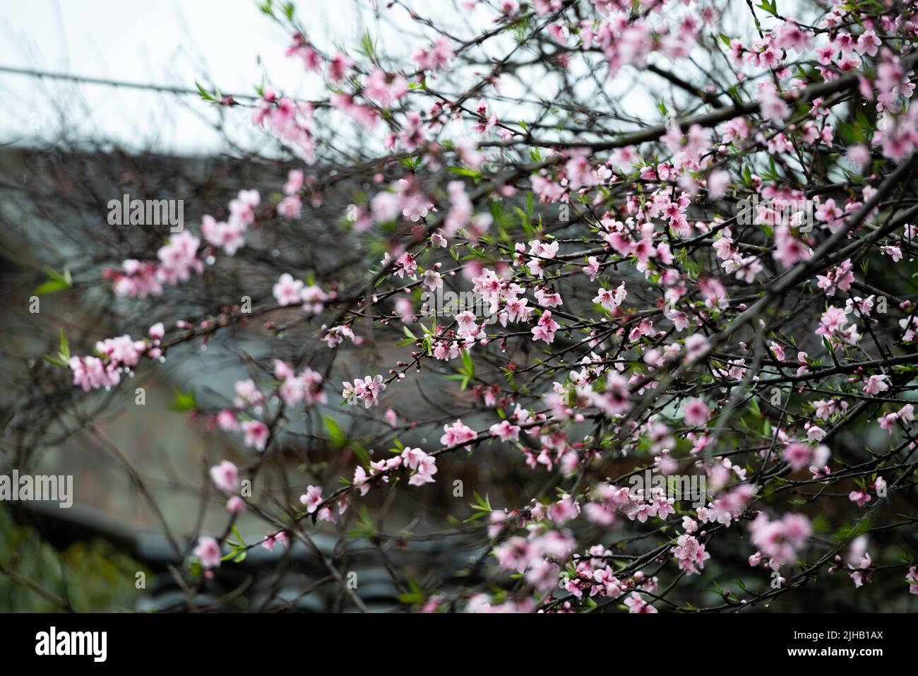 Peach Blossoms in spring in Vietnam, at Ha Giang Stock Photo - Alamy